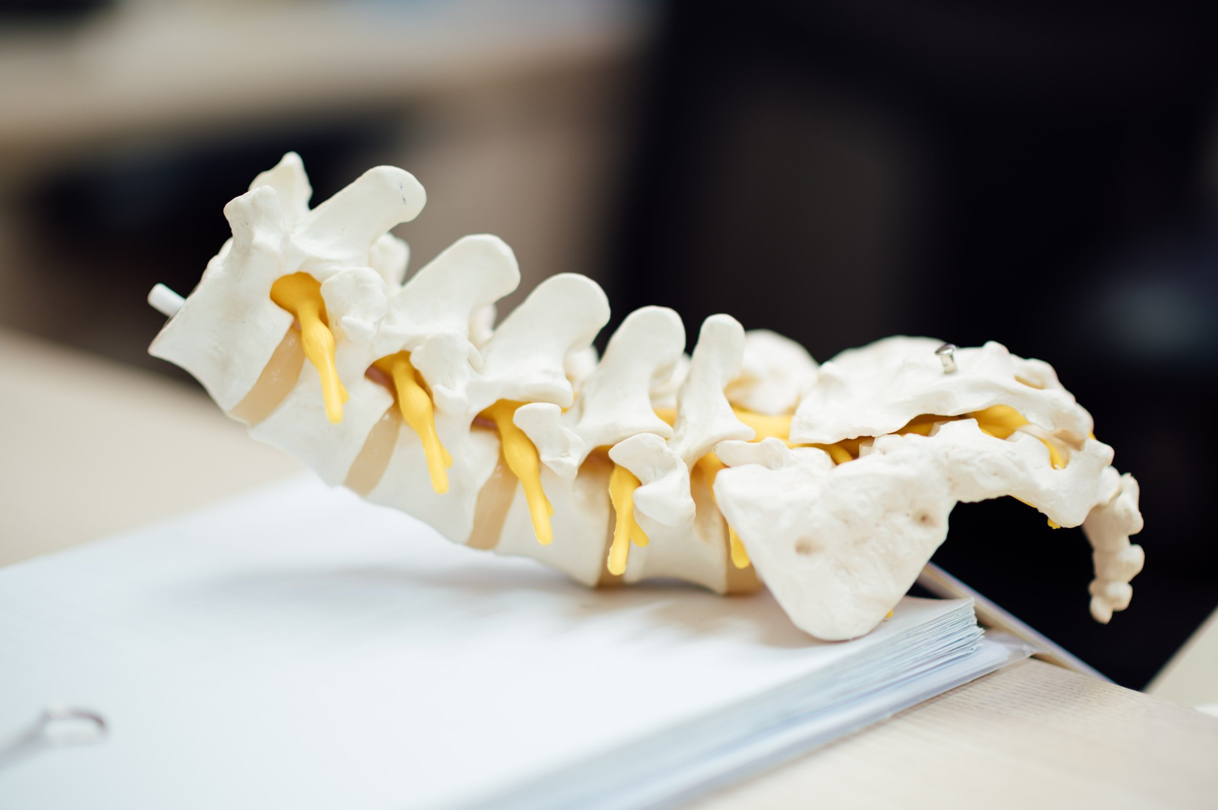 What is Spinal Disc Imbibition and Why is it So Important? – Coberly ...